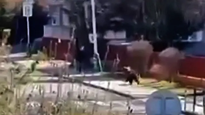 Životinje i incidenti: Ubijen medved koji je povredio petoro ljudi u ...