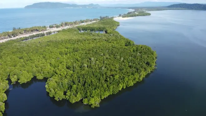Hutan mangrove terancam hilang di Kalimantan - Dilema masyarakat Kubu Raya antara lingkungan dan ...