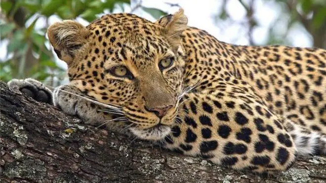 Ameerikaa Kaappitol Hill keessa jeedalli maraattuun namoota sagal ...