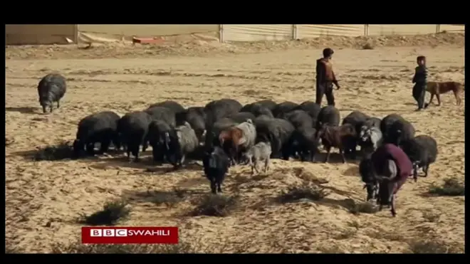 Kondoo si wapumbavu sana, utafiti wabaini - BBC News Swahili