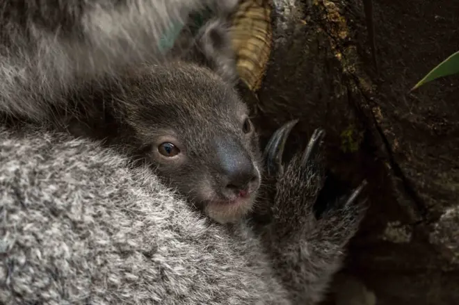 Australija i životinje: Čovek zaustavio saobraćaj da bi koala prešla put - BBC News na srpskom