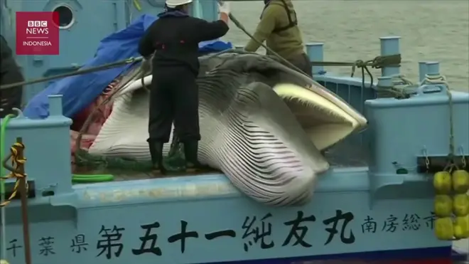 Perburuan paus di Jepang: 'Kami sudah makan daging paus selama 400 ...