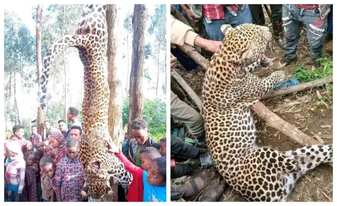 Waan waggaa haaraa irratti karoorsitan fiixaan baasuu maalii akka ...