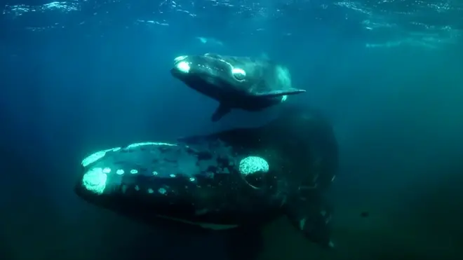 Australija i životinje: Trenutak kada je iz mreže oslobođen grbavi kit ...