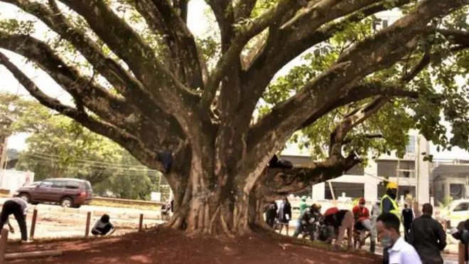 Igiti c'ipampa rurangiranwa muri Sierra Leone cahenuwe n'igihuhusi ...