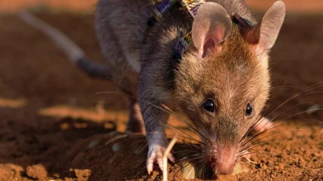 Fahamu jinsi ambavyo panya wanaweza kusaidia kuwatibu binadamu - BBC ...