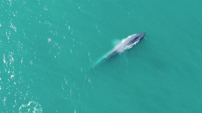 Fosil paus 'purba' berusia ribuan tahun ditemukan di Thailand - BBC ...