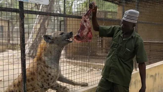 Freedom Jacob Caesar: Nana Kwame Bediako defend keeping two tigers for ...