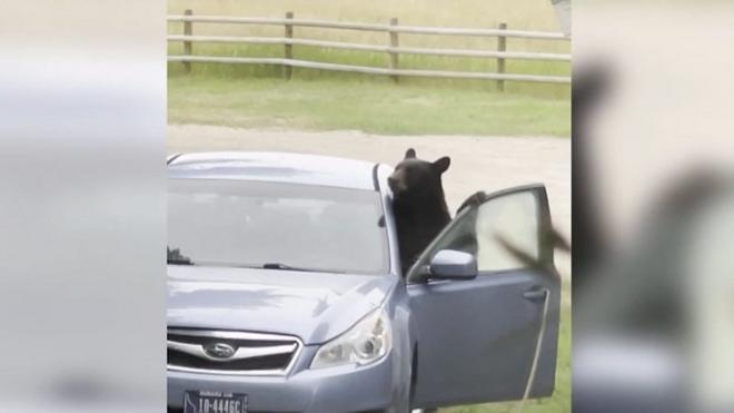 Životinje i opijati: Kad se medved prejede „ludog meda“ - BBC News na ...