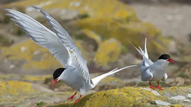 El Mar de Ross, la zona de la Antártica que se convirtió en la reserva ...