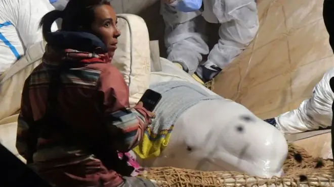 Australija i životinje: Trenutak kada je iz mreže oslobođen grbavi kit ...