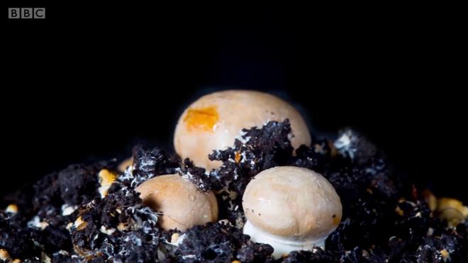 Tartufi: Od dobre zarade do zločina - potraga za prirodnim blagom u ...