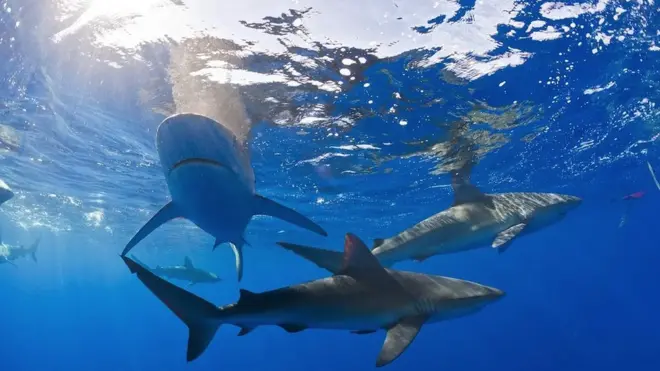Životinje i tehnologija: Jutjuber objavio prvi snimak novorođenčeta velike bele ajkule - BBC ...