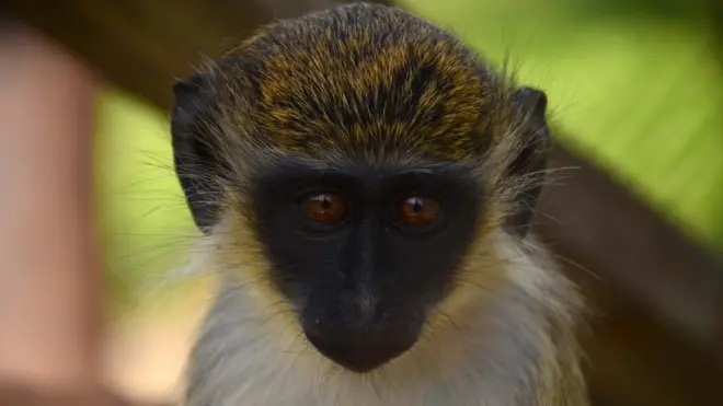 7 de las especies invasoras que más daño están causando en América ...