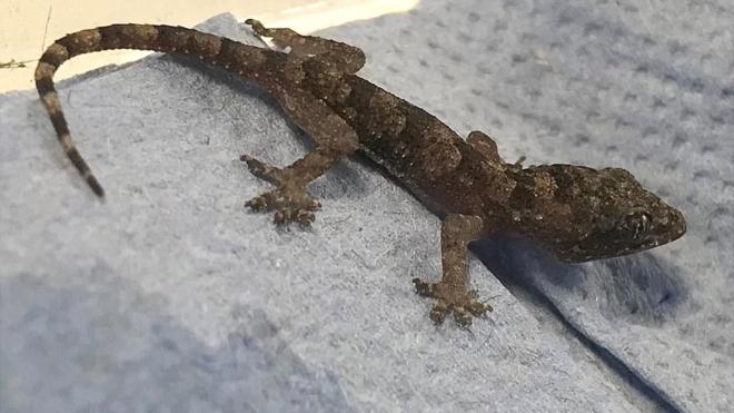 Životinje i putovanja: Slepi putnik u koferu prevalio put oko 8.000 ...