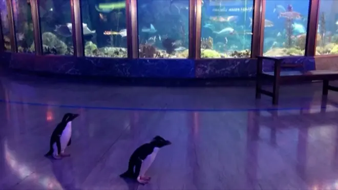 Životinje i fotografija: Zagrljeni pingvini koji se teše - najbolja ...