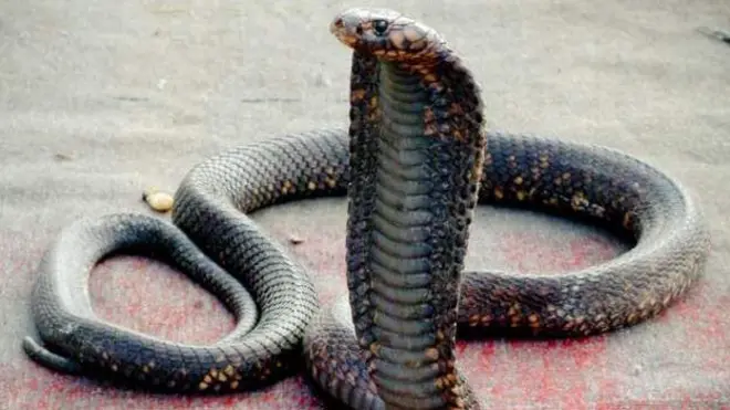 Ebi lu irinwó èèyàn pa, èso Àgbáyun àti ewé lásán làwọn akẹ́kọ̀ọ́ ń jẹ ...