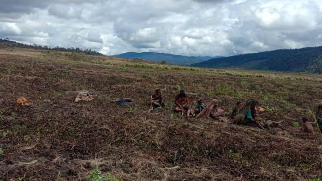Papua Tengah krisis kelaparan akibat gagal panen, pemerintah perpanjang 'masa darurat' dan janji ...