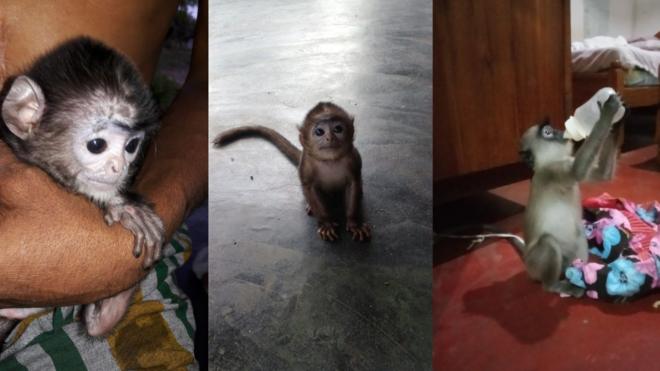 ඇඩම් බ්‍රිටන්: සුනඛයින් ලිංගික අපයෝජනයට ලක් කළ බව පිළිගත් බ්‍රිතාන්‍ය ...