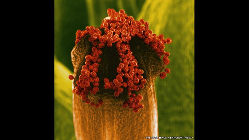 En fotos: la maravilla de las flores bajo el microscopio - BBC News Mundo