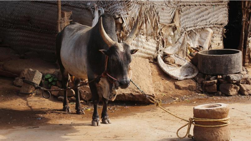 El clamor por el Jallikattu, la impresionante corrida de toros donde no ...