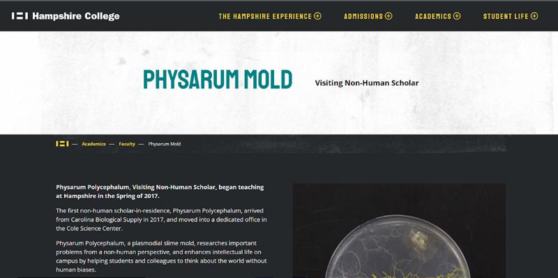 El "blob", la extraordinaria criatura que nos obliga a cuestionarnos si somos la especie más ...