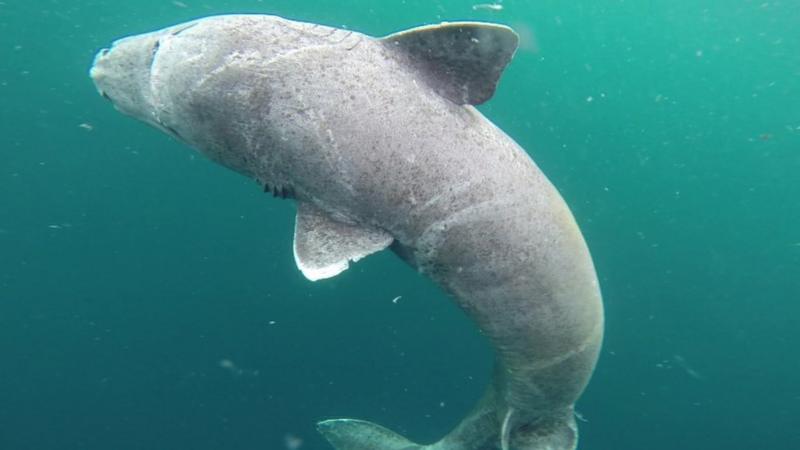 3 detalles curiosos del tiburón de 400 años que todavía vive en ...