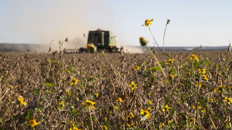 Leydy Pech, la "guardiana de las abejas" que le ganó una batalla a ...