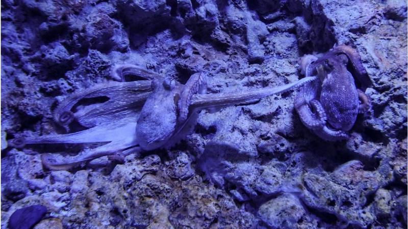 10 datos increíbles sobre los pulpos que quizá no conocías - BBC News Mundo