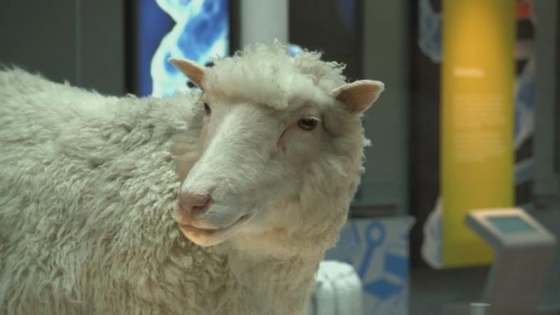 La cada vez más cercana posibilidad de clonar especies de animales ...