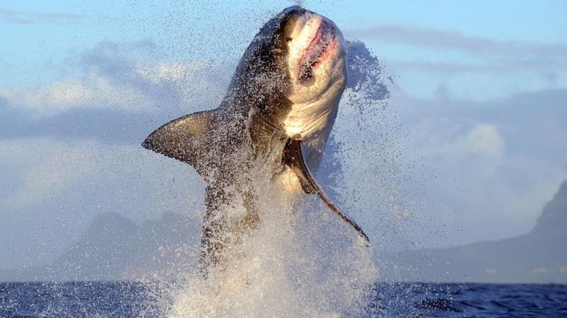 Animaux : voici les espèces les plus chères du monde - BBC News Afrique