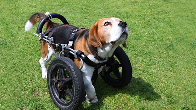 Race the Clock: Spot the Spotty Dog - CBBC - BBC