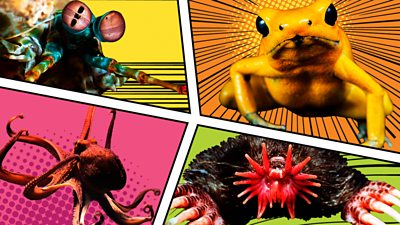 Quiz: Explosive animals - CBBC - BBC