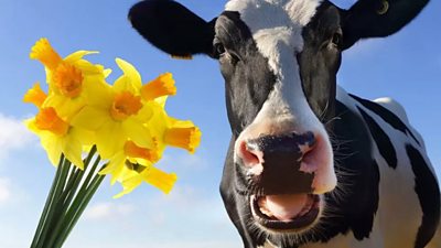 The Official Home of CBBC - CBBC - BBC