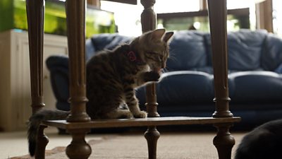 Keeping your kitten safe - CBBC - BBC