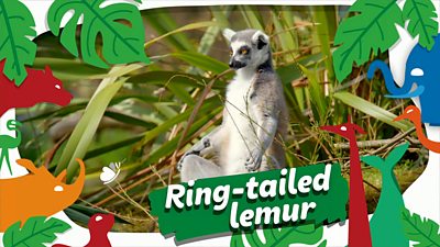 Fact File: Ring-tailed lemur - CBeebies - BBC