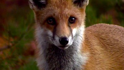 Time for Autumn - CBeebies - BBC