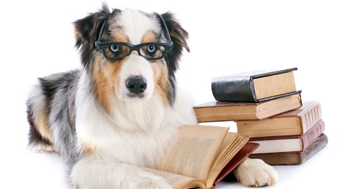 Newsround Quizzes - CBBC - BBC