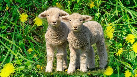 CBBC Top Picks - CBBC - BBC