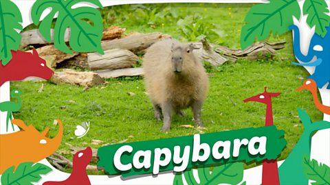 Animal quizzes and fact files - CBeebies - BBC