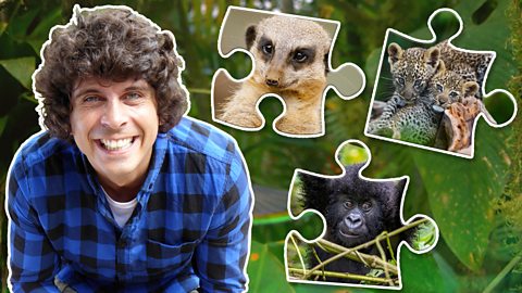Andy's Baby Animals - CBeebies - BBC