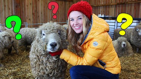 Quizzes from Do You Know? - CBeebies - BBC