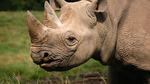 Go wild with these awesome animal quizzes - CBeebies - BBC