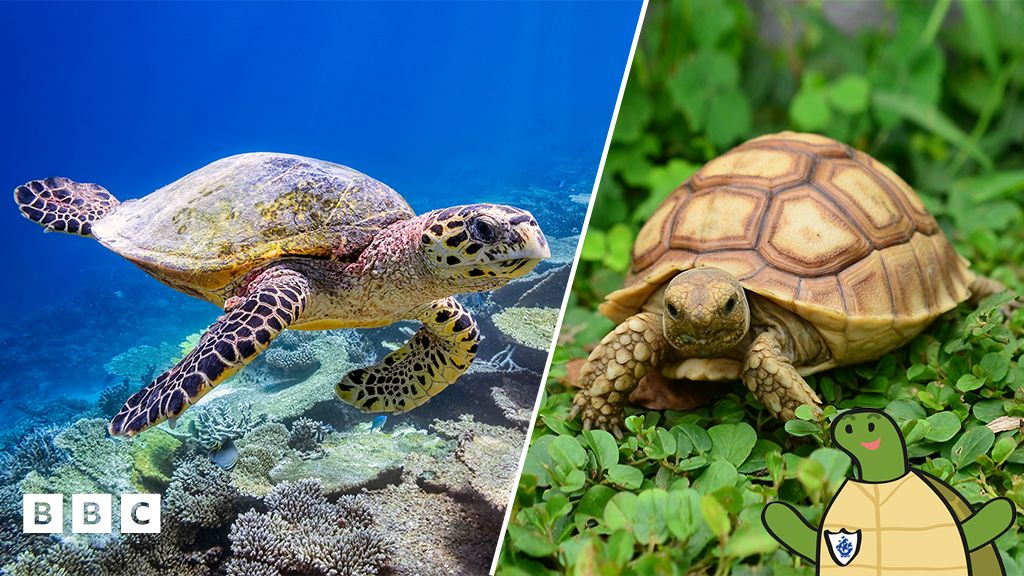 Terrific turtle quiz - CBBC