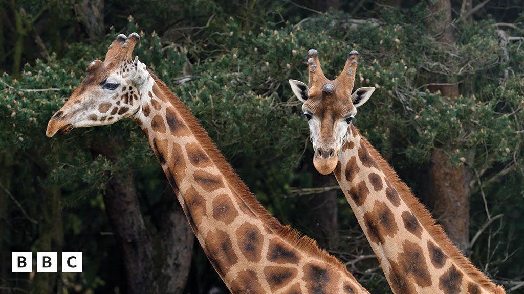 Edinburgh Zoo - CBBC