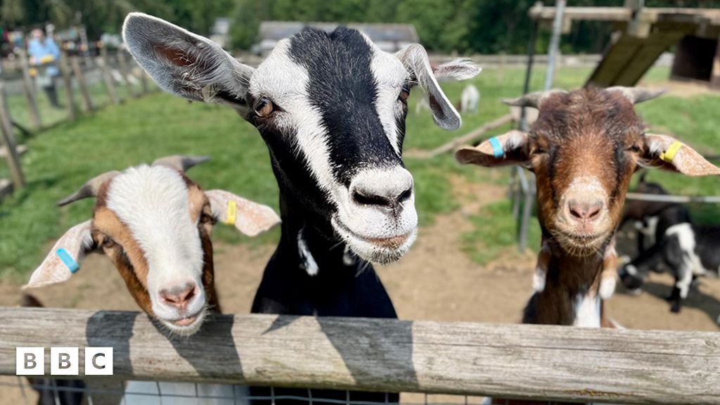 Godstone Farm - CBBC