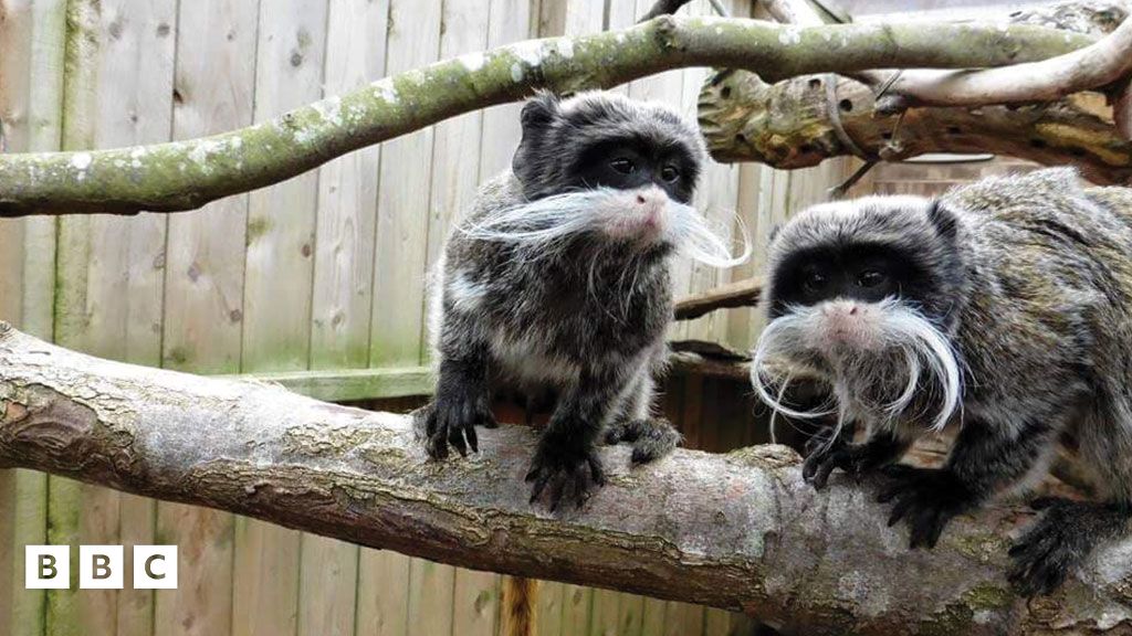 Northumberland College Zoo - CBBC