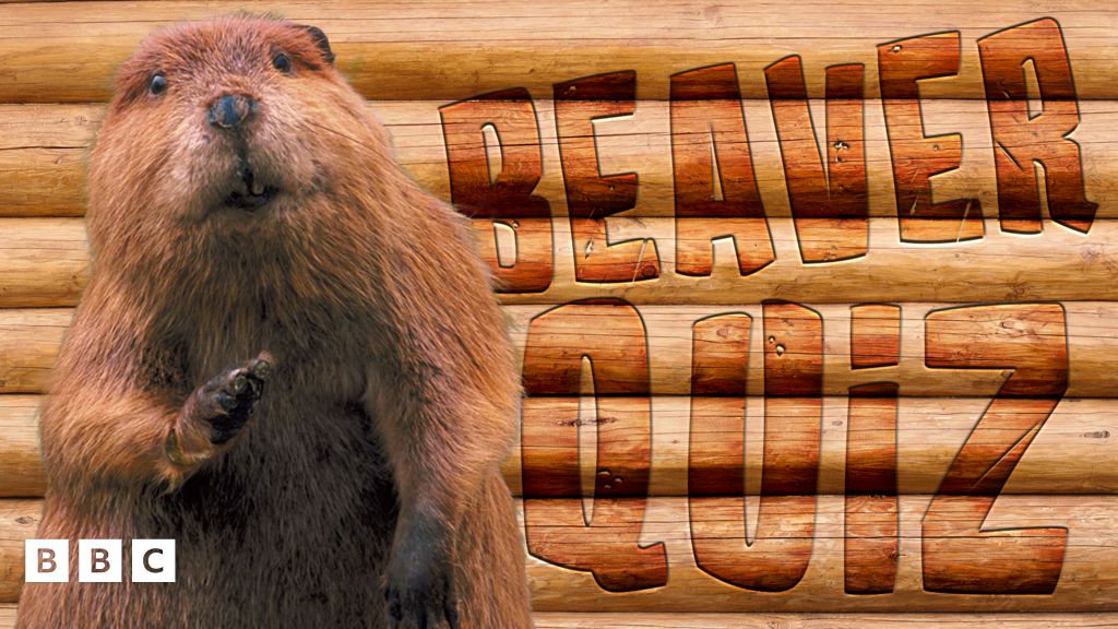 Quiz: How much do you know about beavers? - CBBC