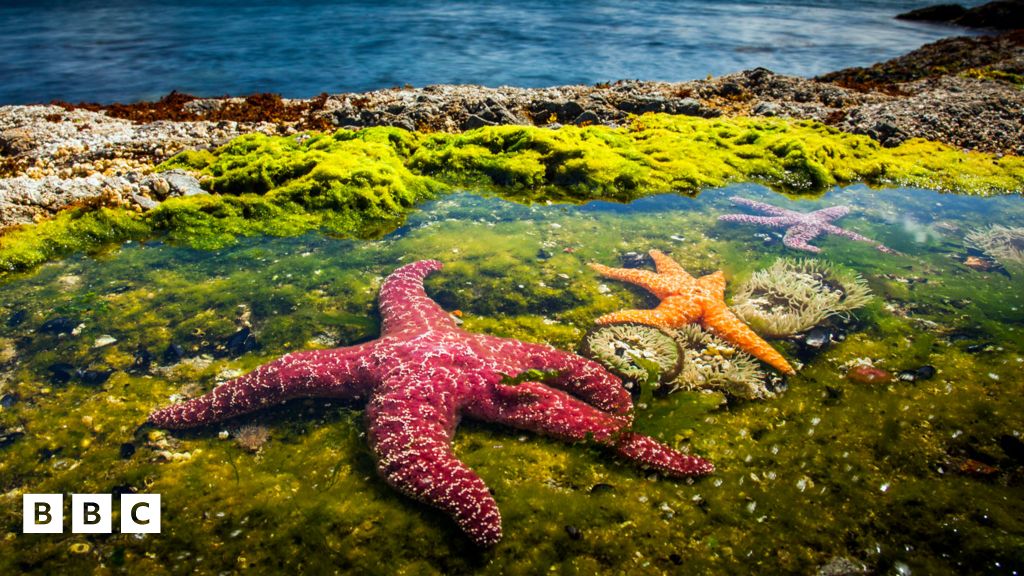 Blue Planet II 'Coasts' - CBBC