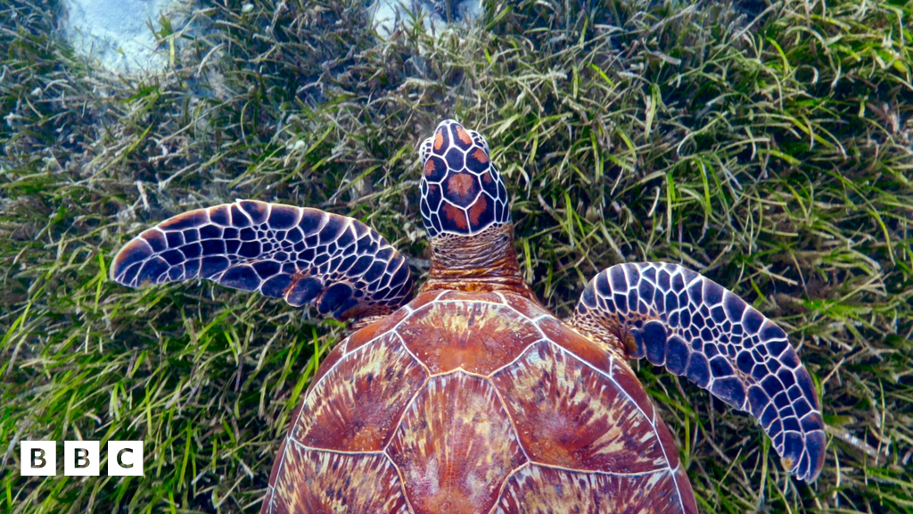 Blue Planet II 'Green Seas' - CBBC